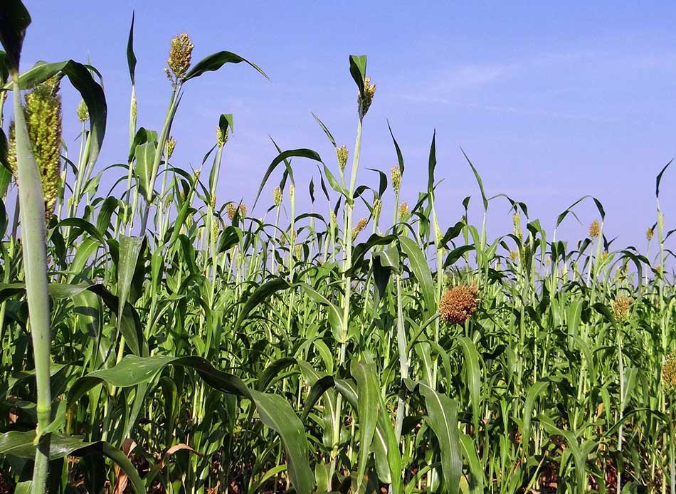 Sorghum Bmr Silage Made For Dairy Cattle Dellait